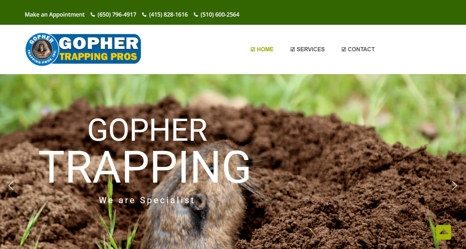 How to Build a Pest Control Company Website: A Beginner's Guide